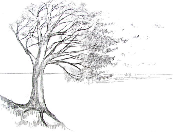 How To Draw A Tree