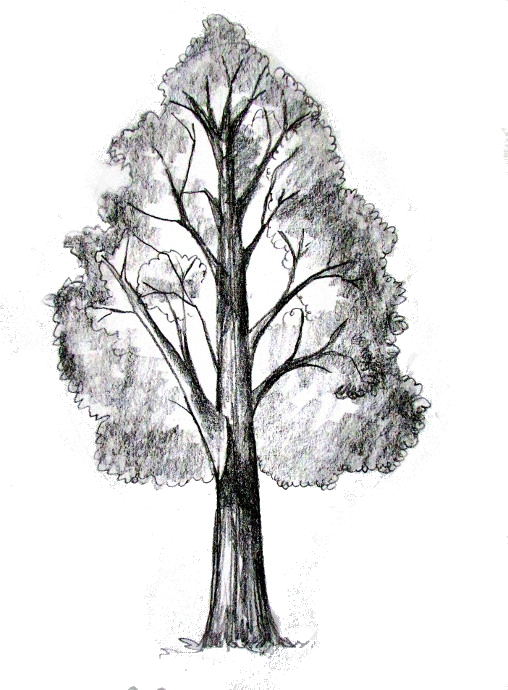 How To Draw A Tree