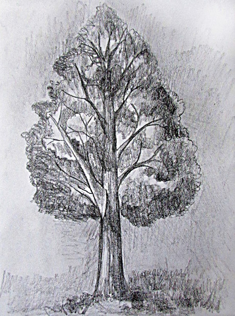 How To Draw A Fingerprint Tree draw fingerprint Step By Step 
