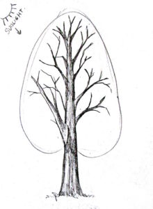 How To Draw A Tree - Happy Family Art