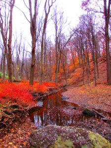 Our Visit To Watchung Reservation - Happy Family Art